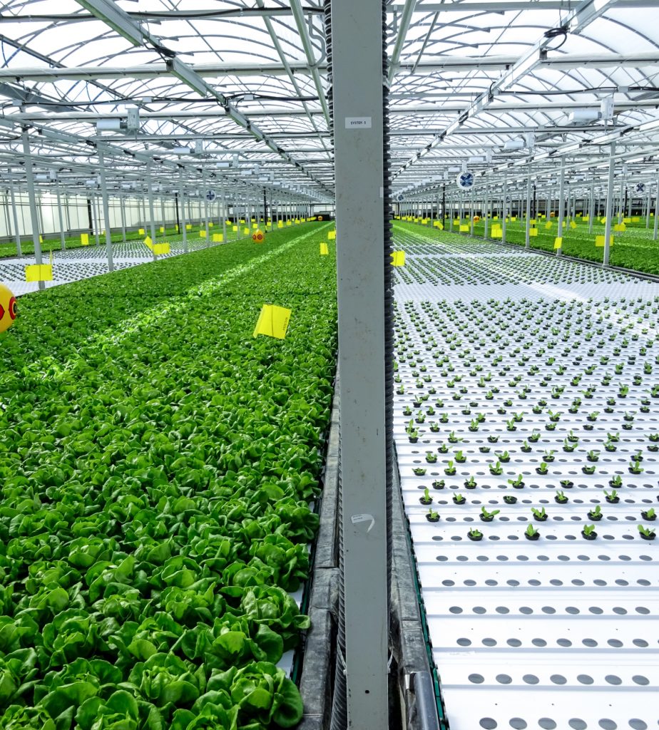 Deep Water Culture Systems (DWC) for Hydroponic Growing