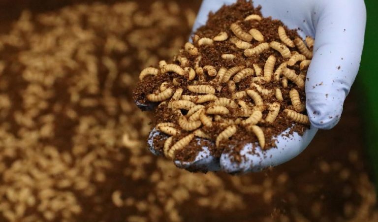 Insect Production on a Large Scale (Black Soldier Fly & Mealworm farms)
