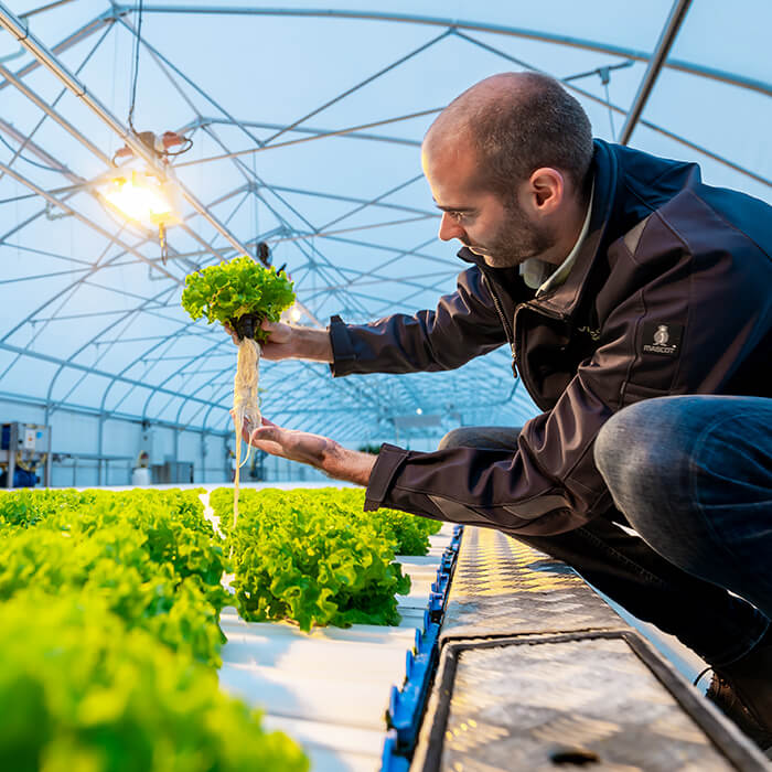 Deep water cultivation of lettuce - Viscon Group