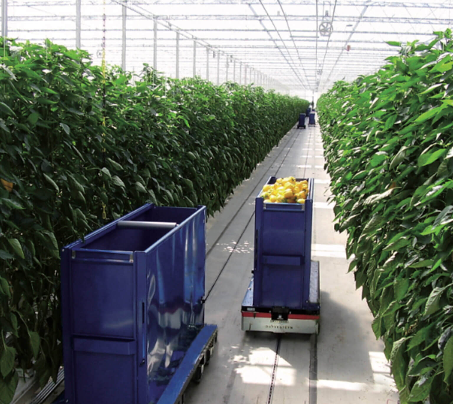 Post-harvest, packing & storage systems - Fruit & Vegetables - Viscon Group