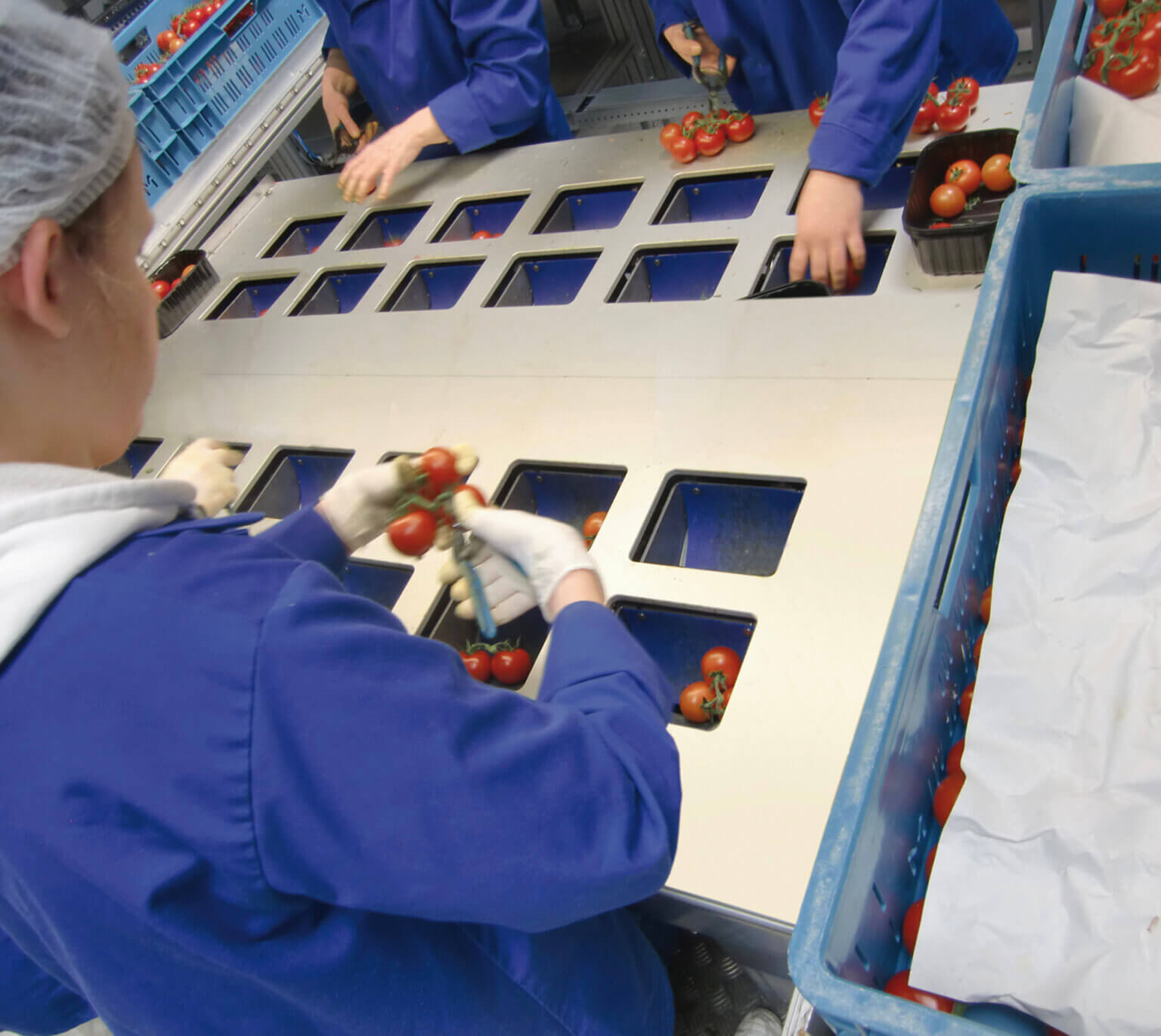 Post-harvest, packing & storage systems - Fruit & Vegetables - Viscon Group