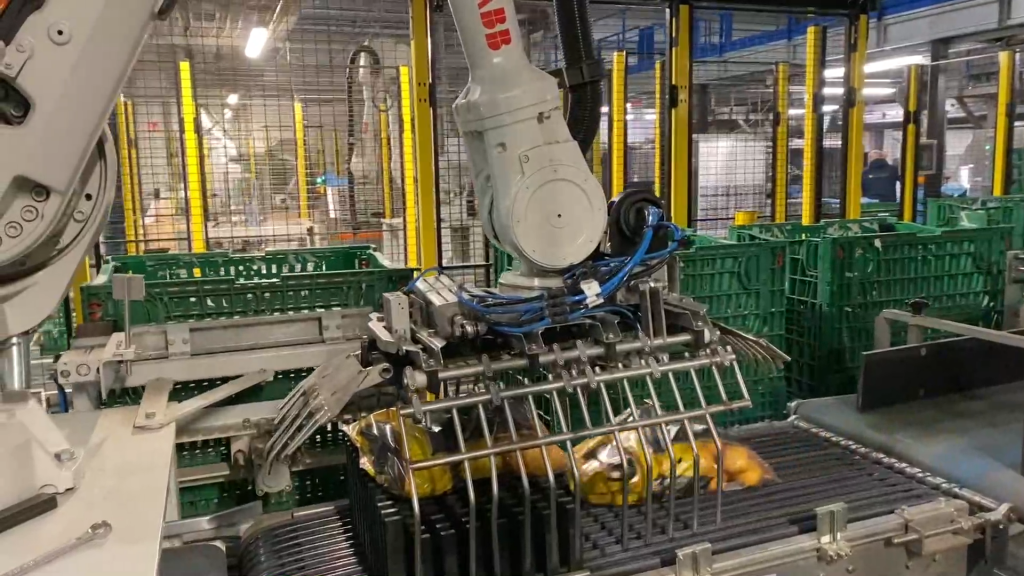 Robot packaging of potatoes - Viscon Group