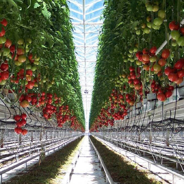 New Viscon automation at Costa’s Guyra tomato farm - Viscon Group