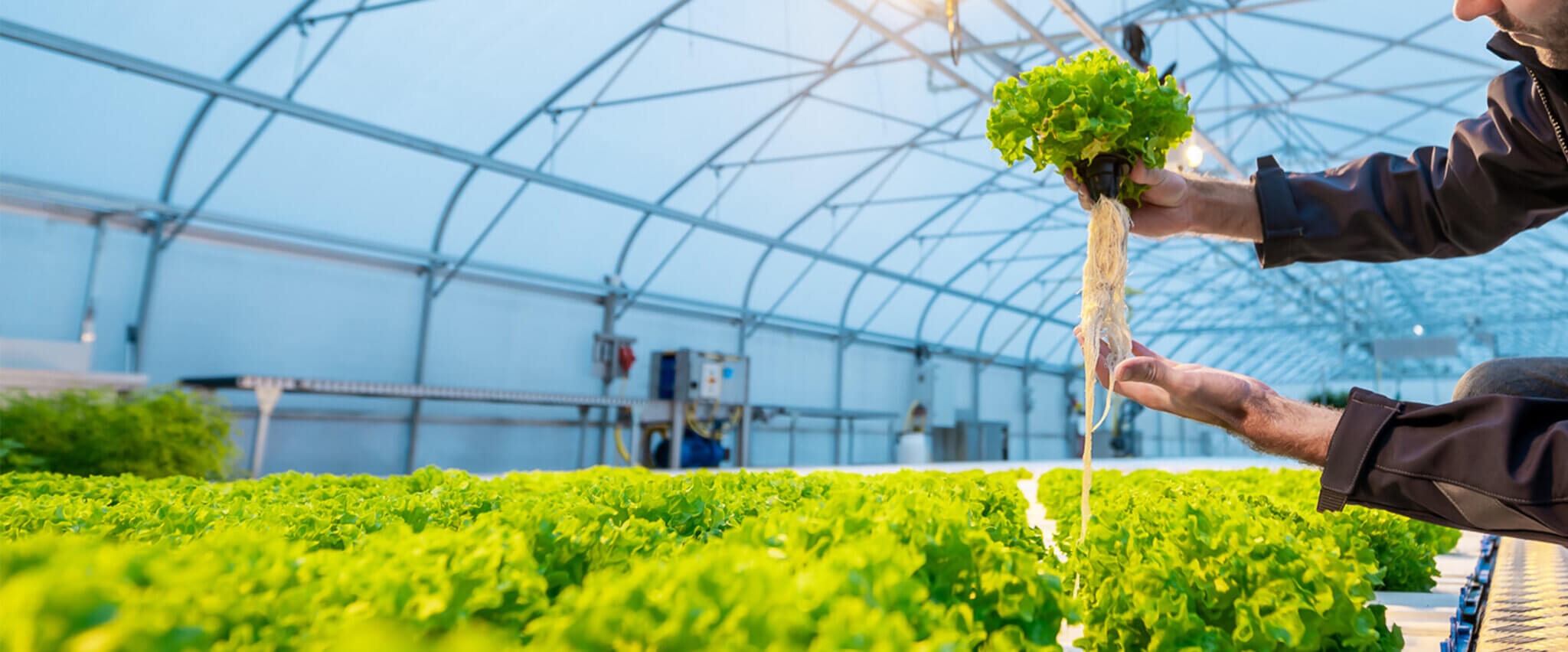 Deep Water Culture Systems (DWC) for Hydroponic Growing