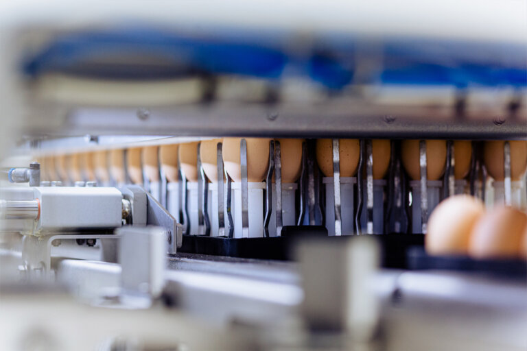 Viscon Group – Hatchery Automation