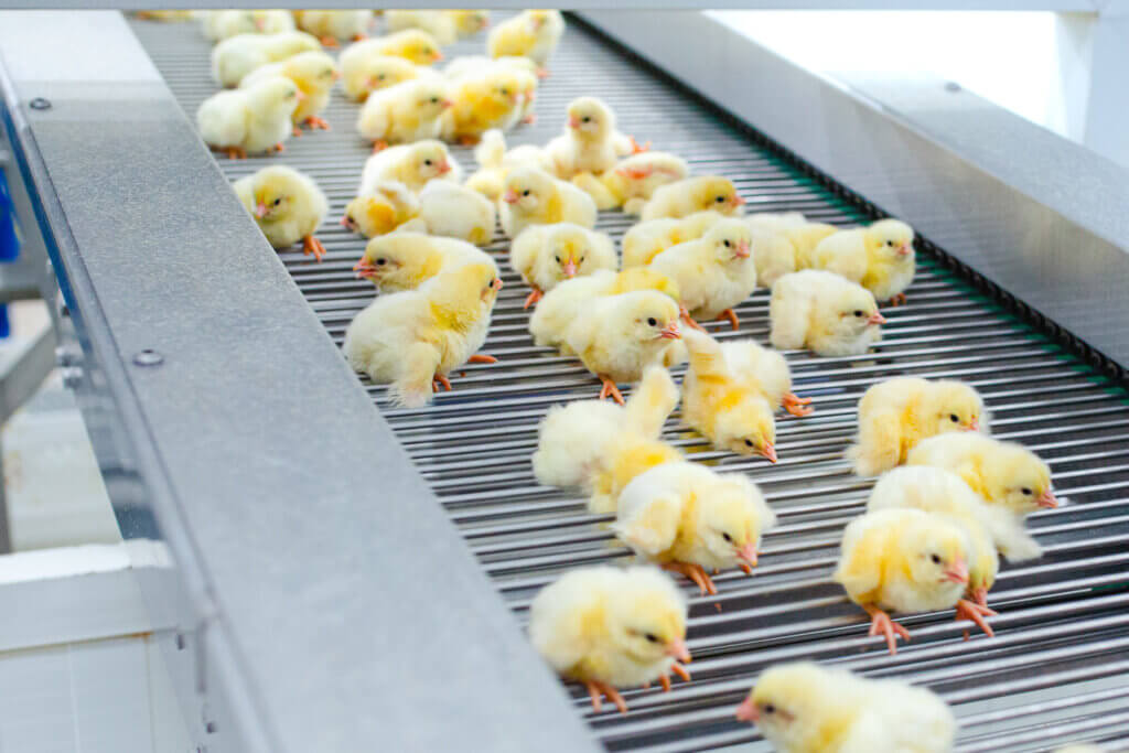 Viscon Hatchery Automation