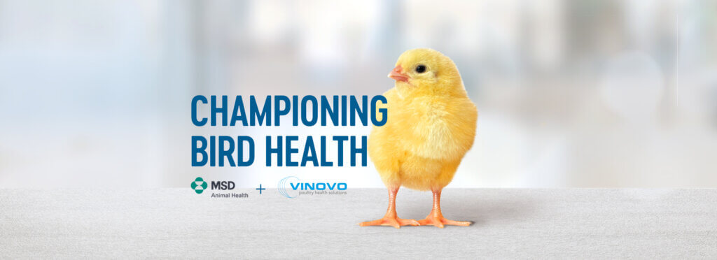 Vinovo | in ovo vaccination devices | in ovo vaccination technology