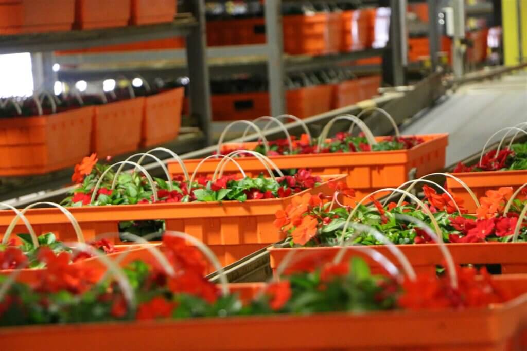 Tray delivery system - Viscon Group