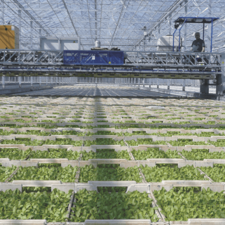 Internal Transport Systems for Plant Nurseries - Viscon Group