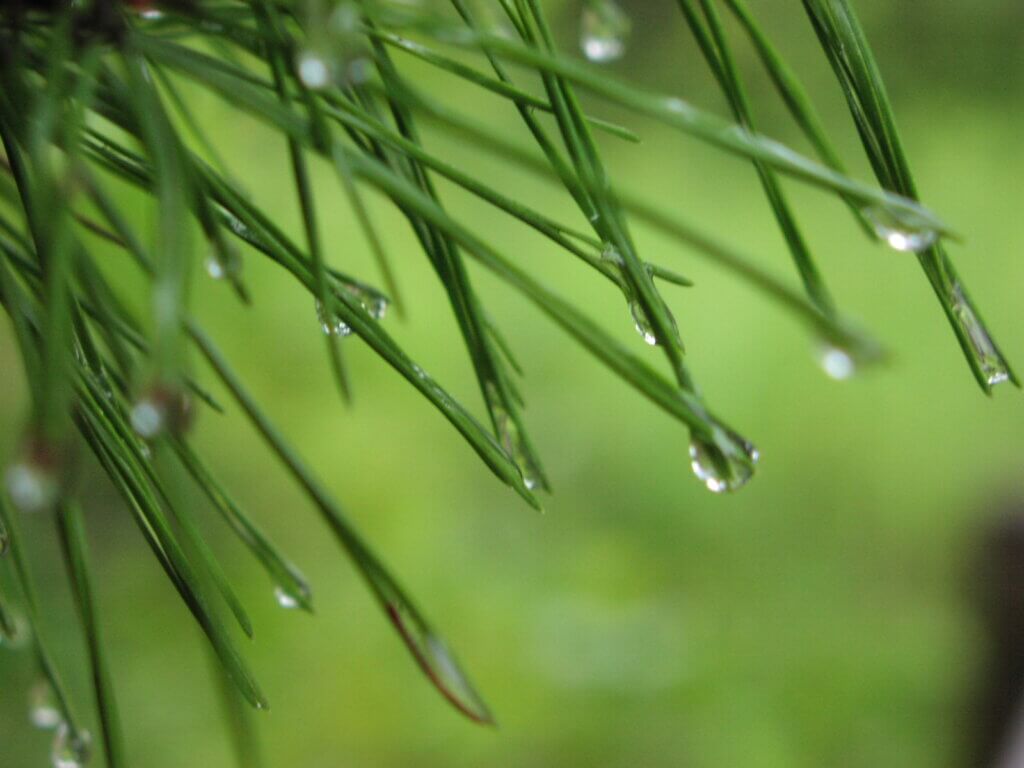 Forestry - Viscon Group