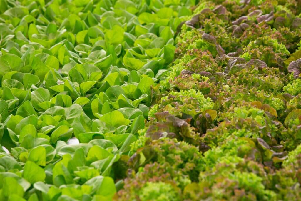 Deep Water Culture Systems (DWC) for Hydroponic Growing